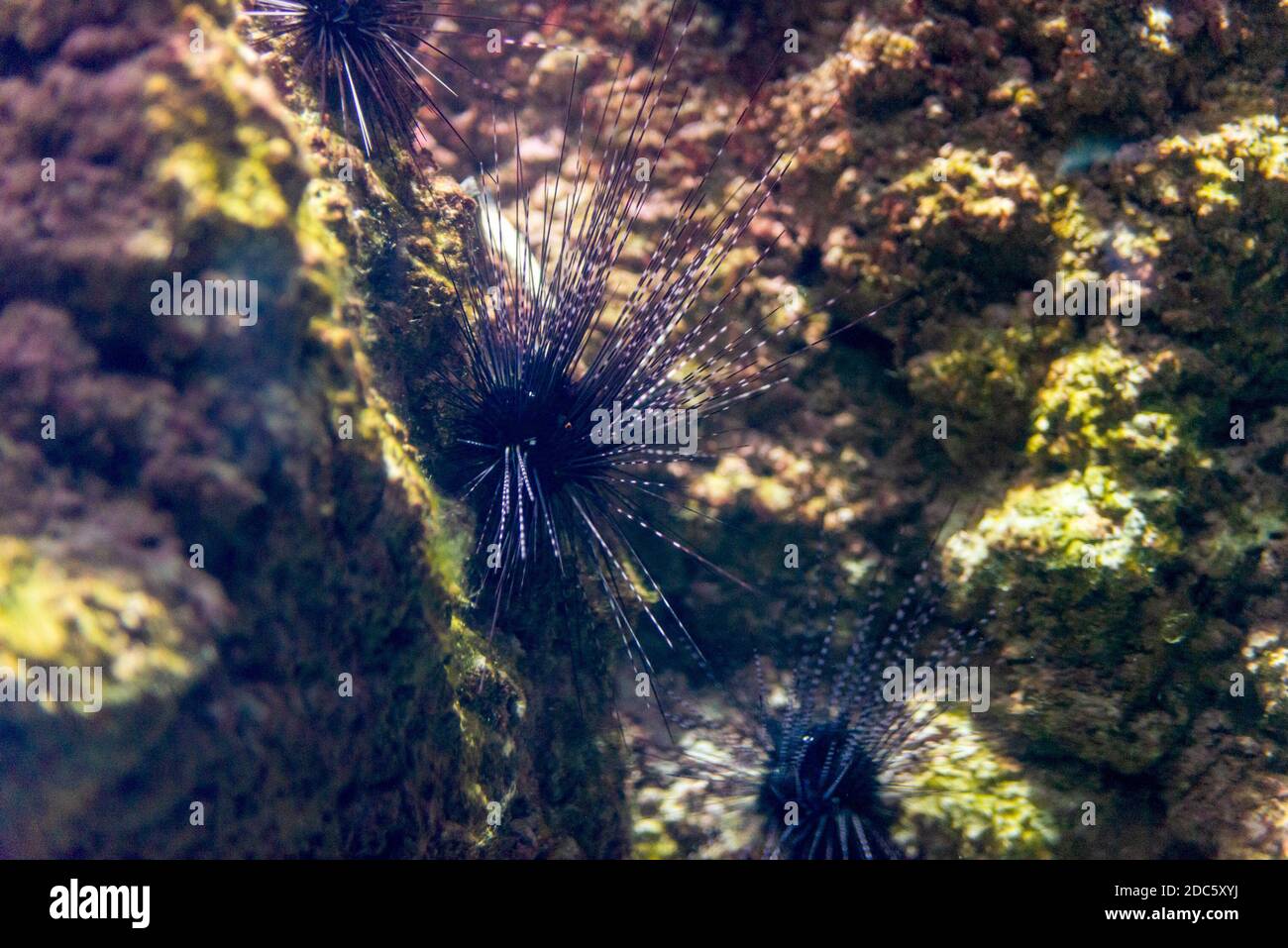 Sea Urchin underwater or sea hedgehogs in aquarium Stock Photo - Alamy