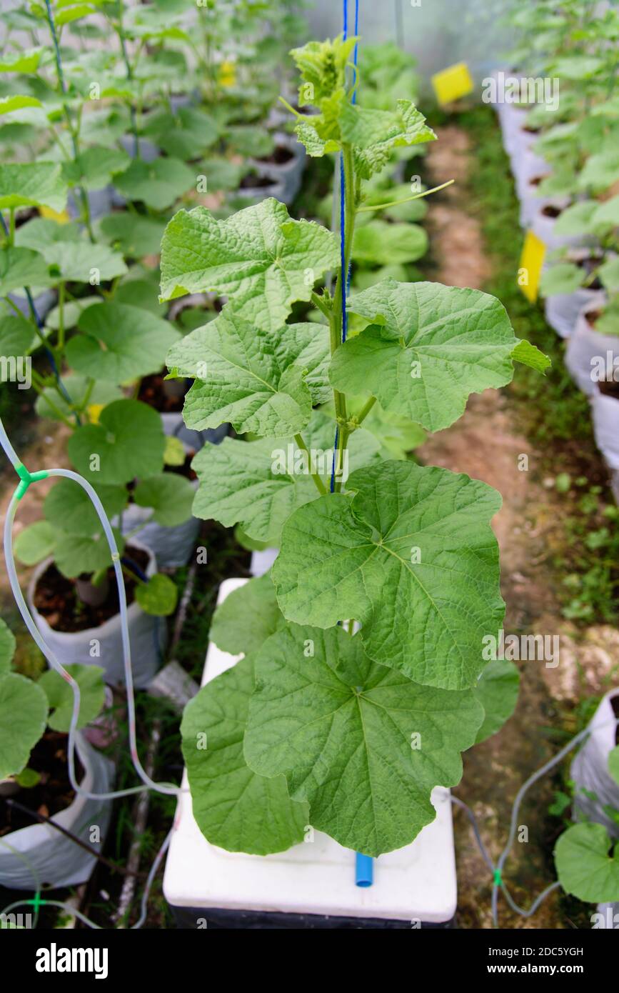 Little melon tree in hydroponic system Stock Photo - Alamy