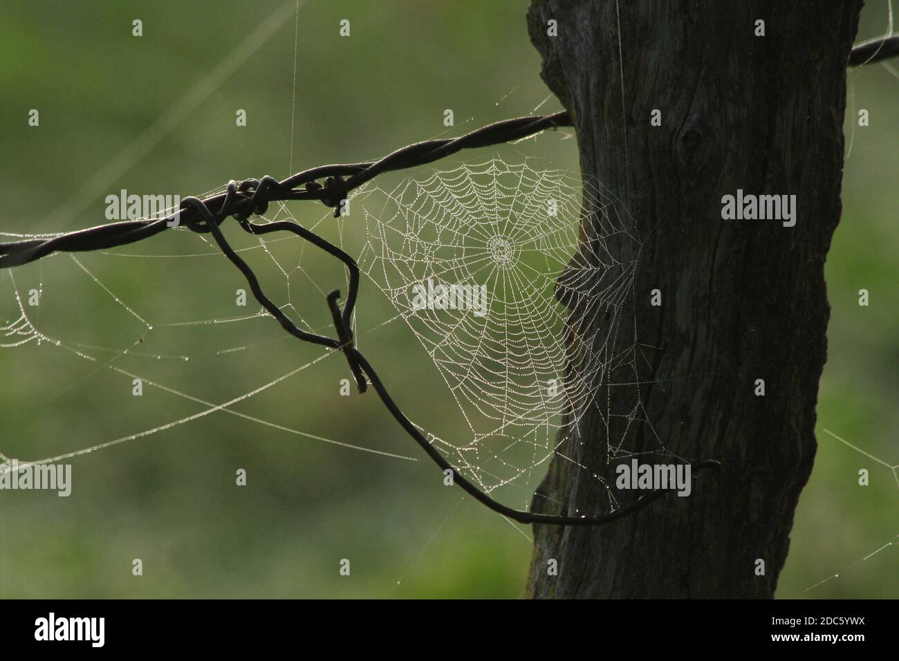 Orb weaver spider web hi-res stock photography and images - Alamy