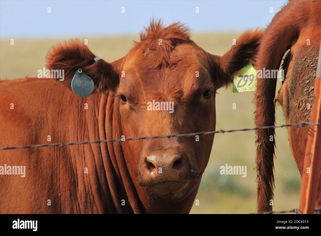 Kansas Red Angus in a pasture with blue sky that's in a pasture with a ...