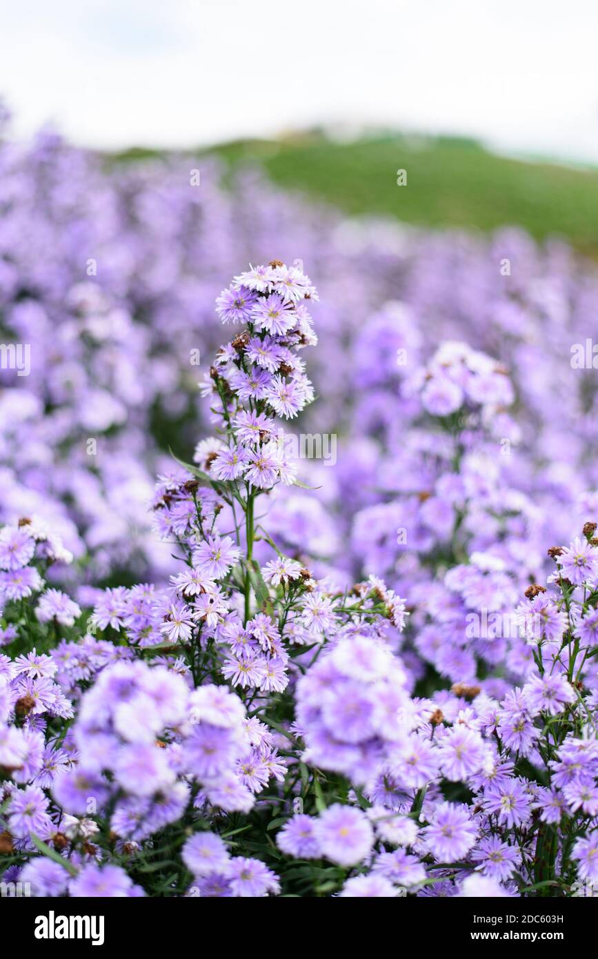 Margaret flower hi-res stock photography and images - Alamy