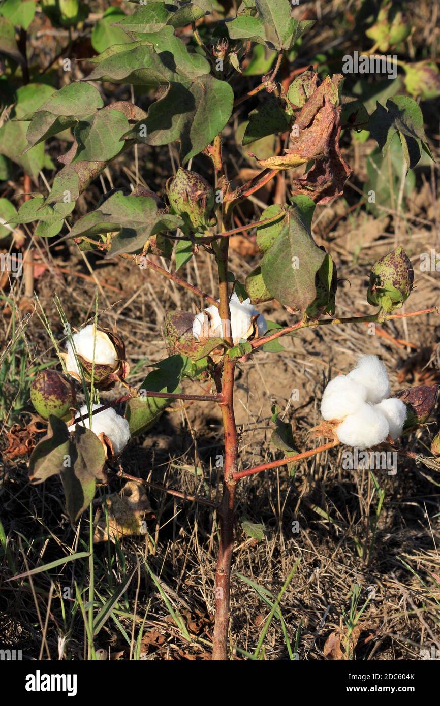 Cotton plant field hi-res stock photography and images - Alamy