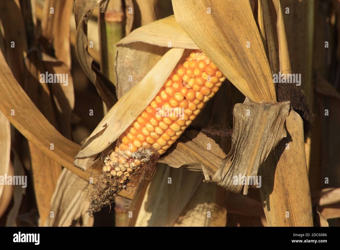 Fall farming hi-res stock photography and images - Alamy