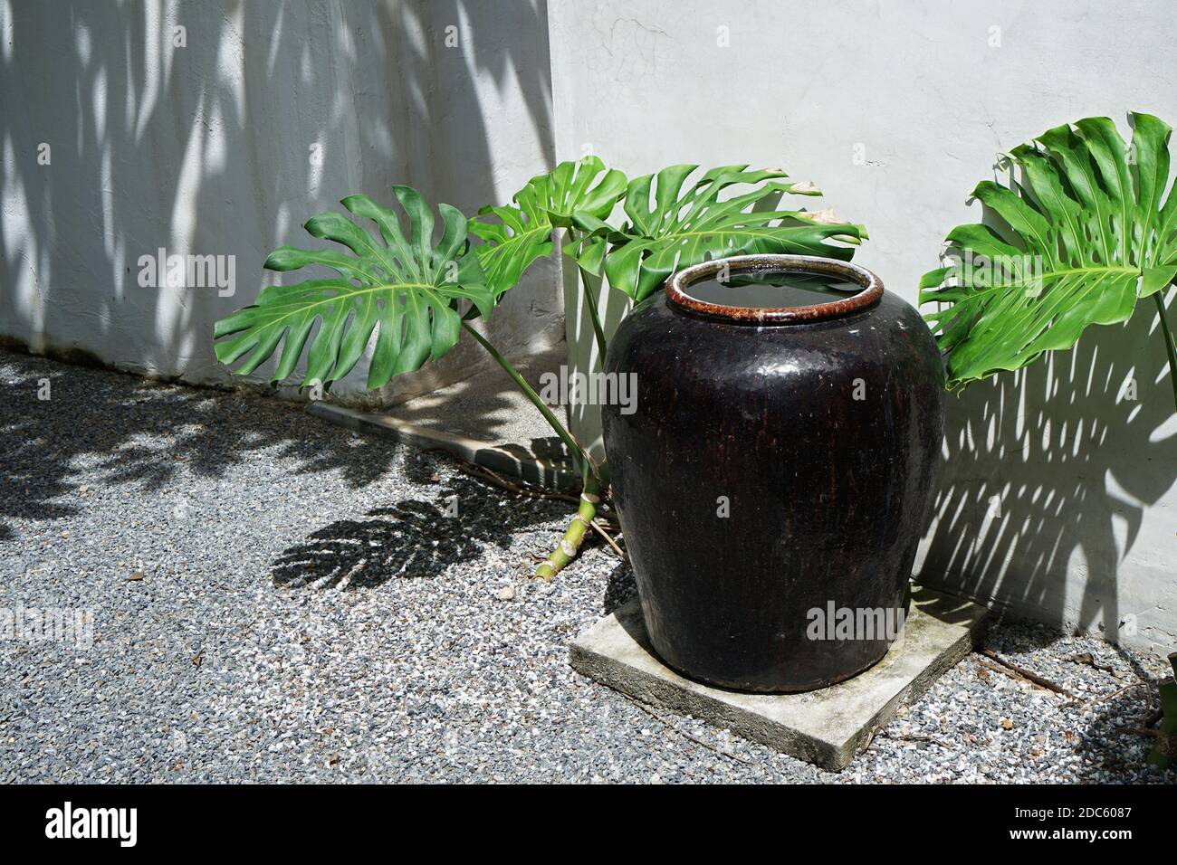 Thai style glazed earthenware water jar with green plant Stock Photo ...
