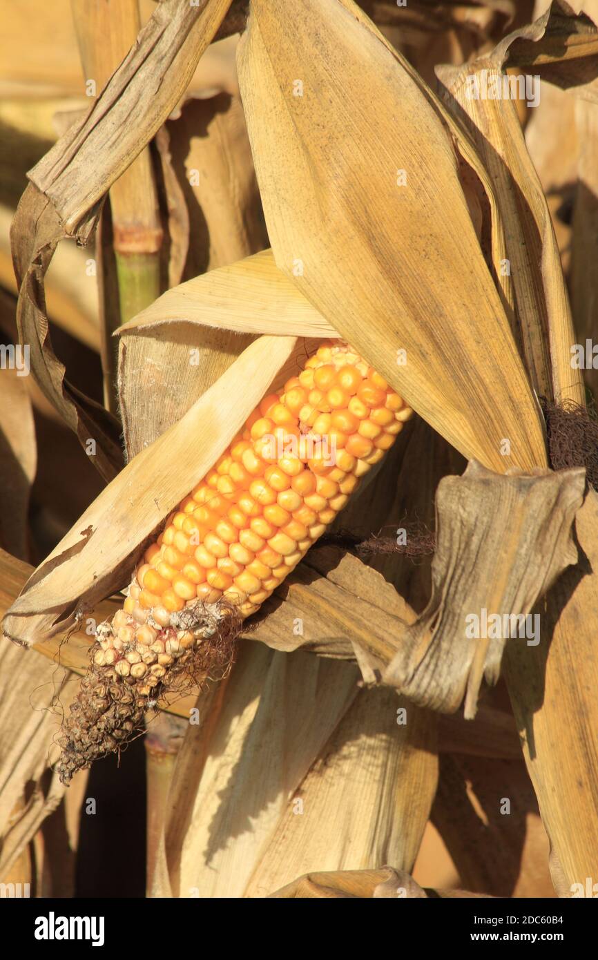Fall background corn field hi-res stock photography and images - Alamy