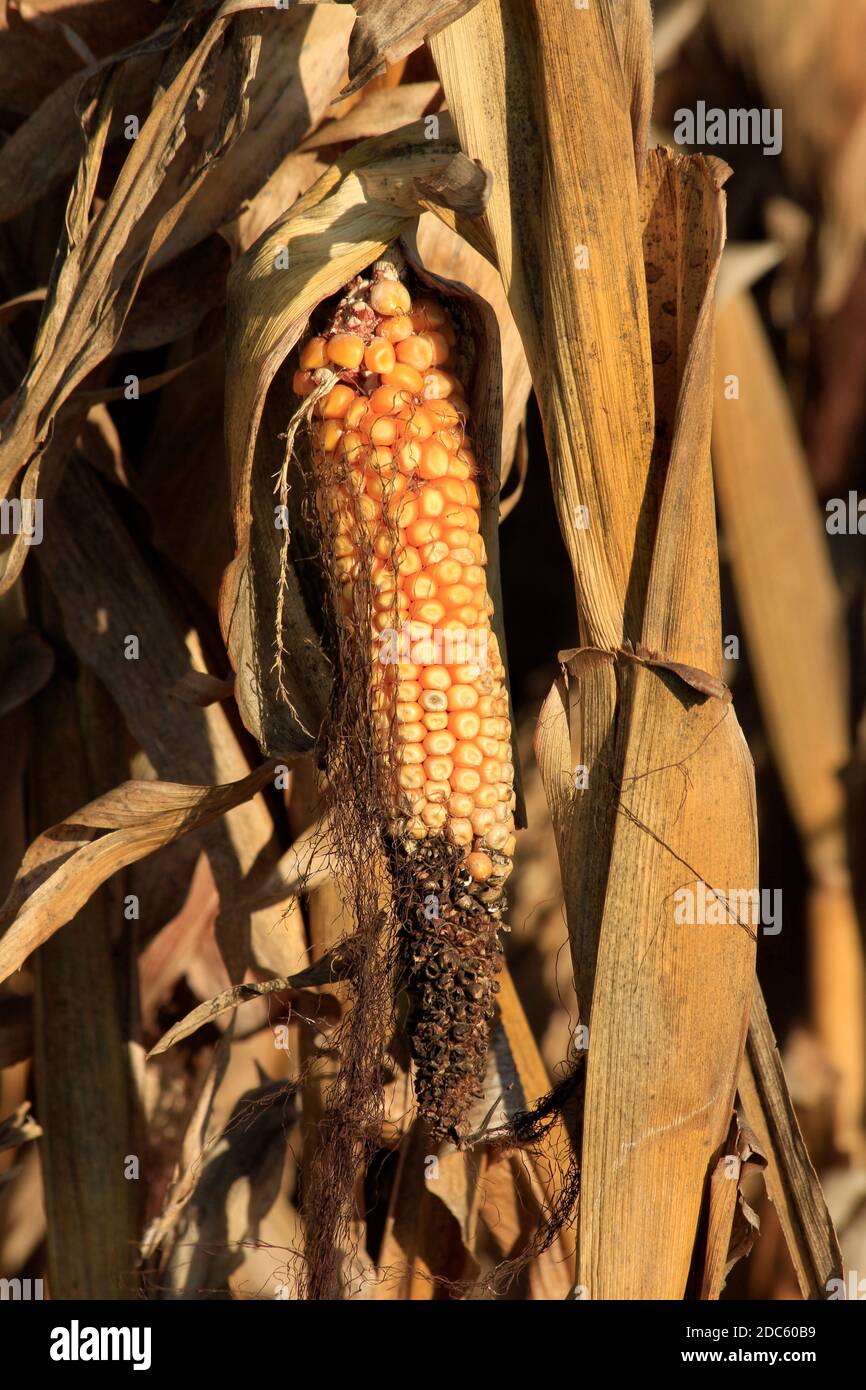 Fall background corn field hi-res stock photography and images - Alamy