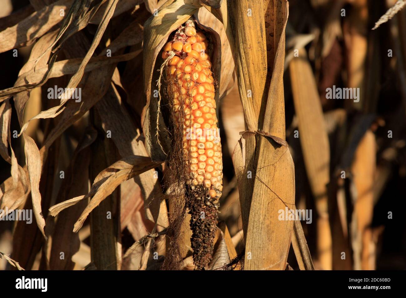 Fall background corn field hi-res stock photography and images - Alamy