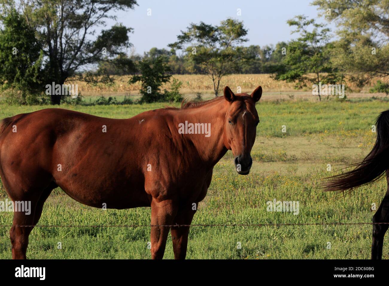 Kansas Red Horse in a pasture with green grass and blue sky and tree's ...