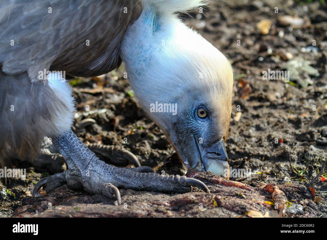 A portrait of an old guzzling griffon vulture (gyps fulvus Stock Photo ...