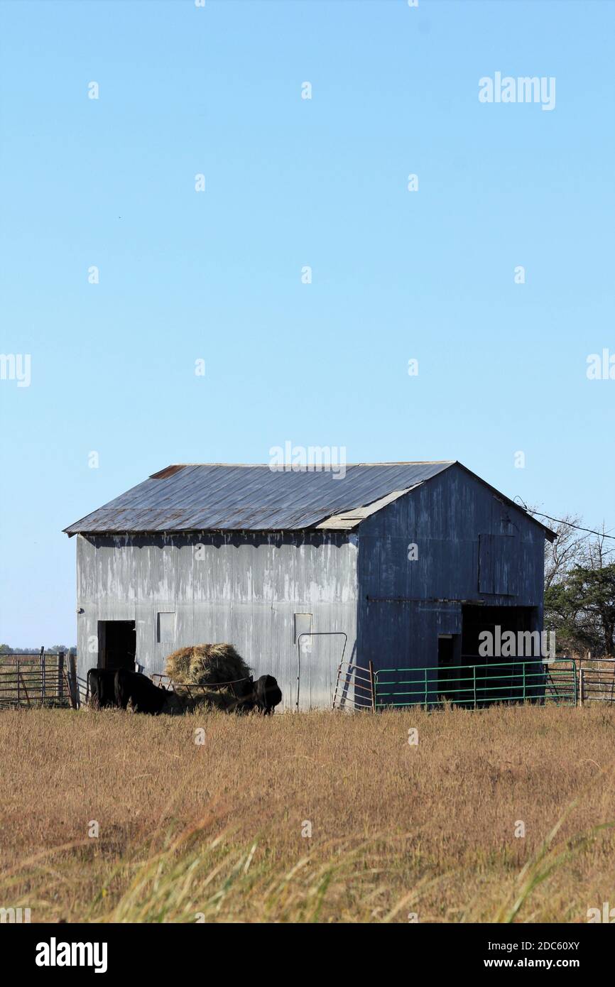 Cow beans hi-res stock photography and images - Alamy