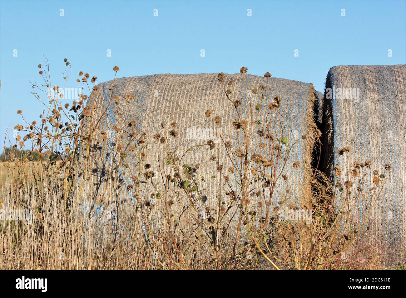 Alfalfa Hay Bales on a Kansas country road with blue sky that are in a ...
