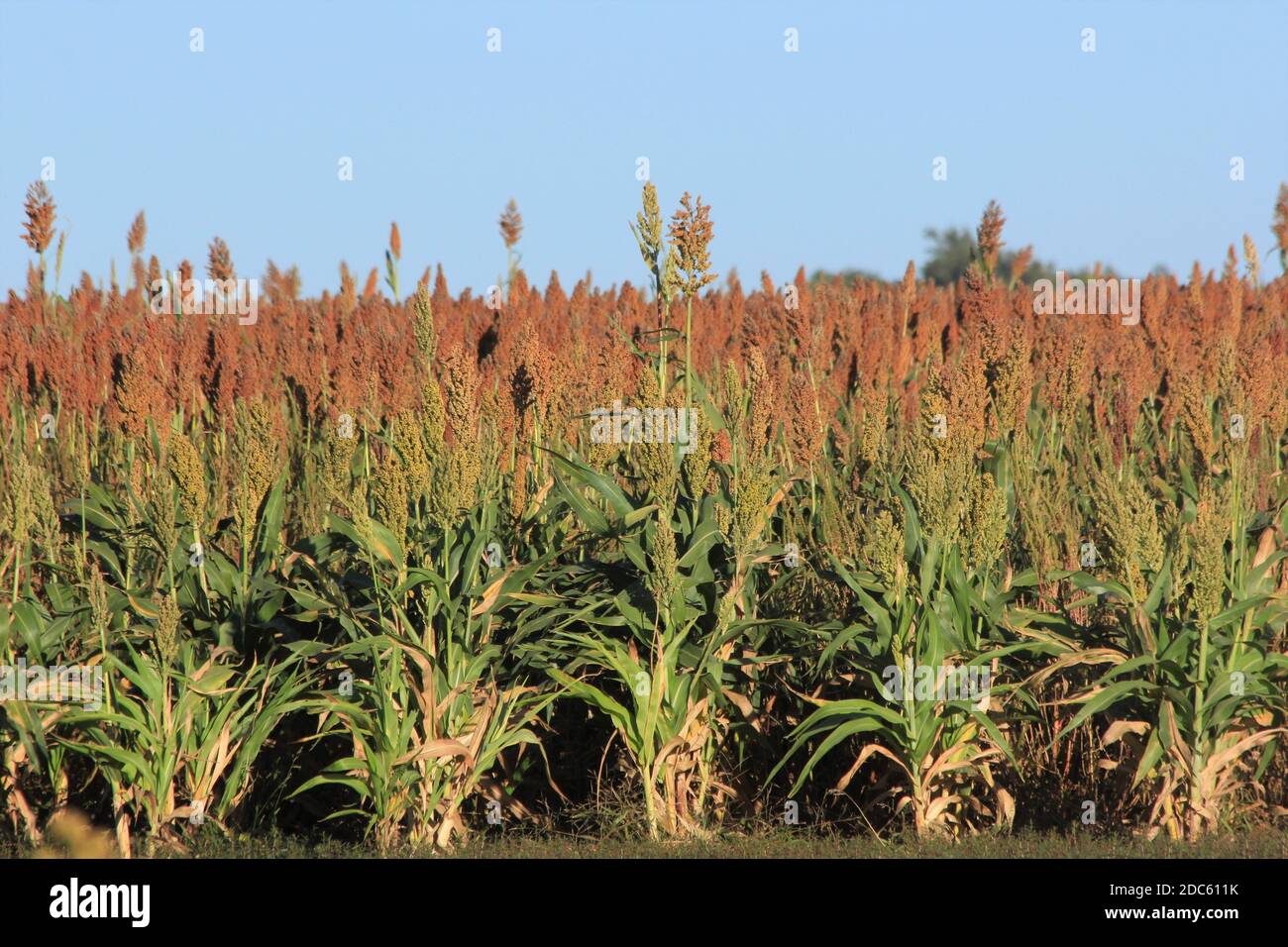 Milo crop hi-res stock photography and images - Alamy