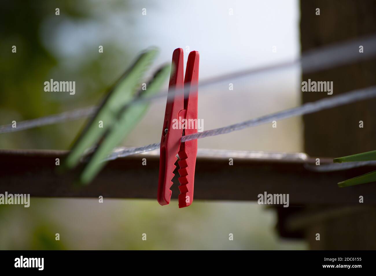 photograph of pinchers taken in my backyard Stock Photo - Alamy
