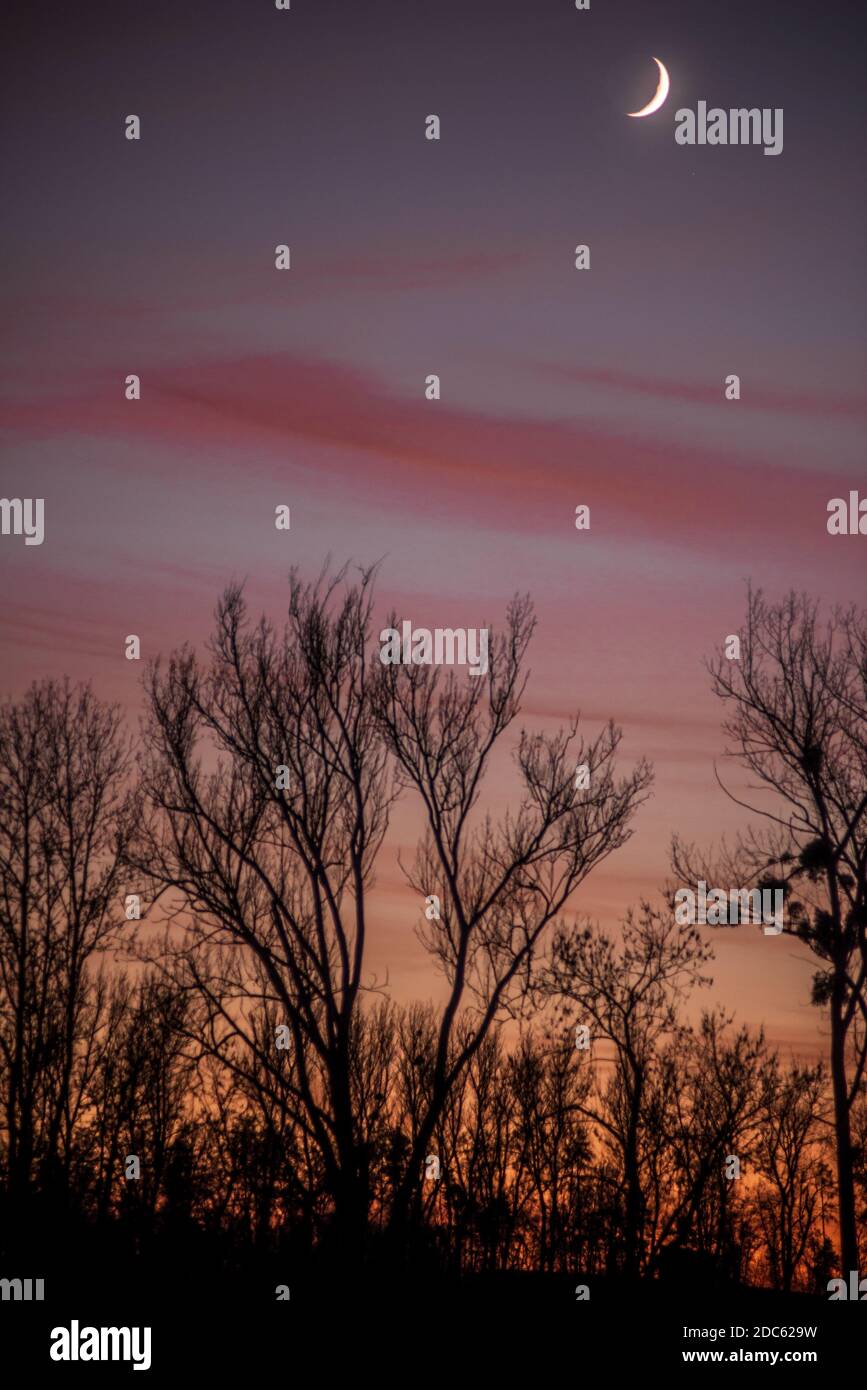 Crescent moon setting behind trees with mistle toe Stock Photo - Alamy