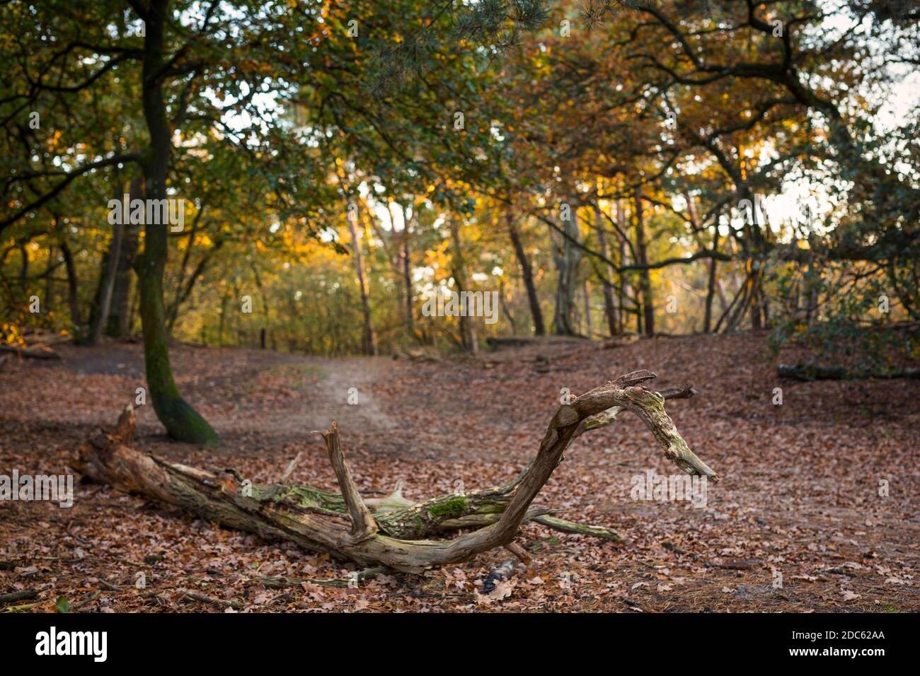 Beauty of forest hi-res stock photography and images - Alamy