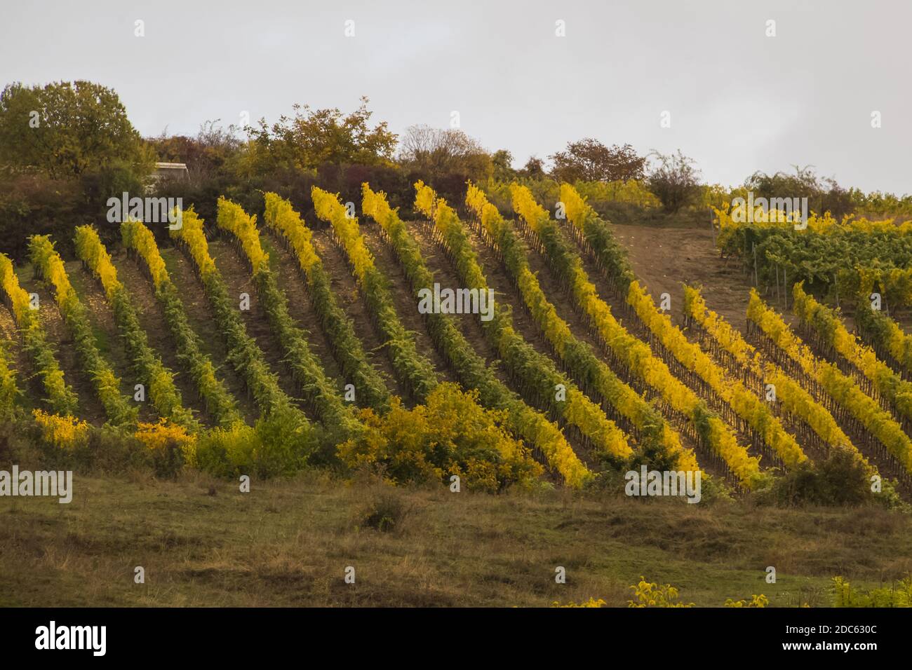 An aerial view of autumn fields Stock Photo - Alamy