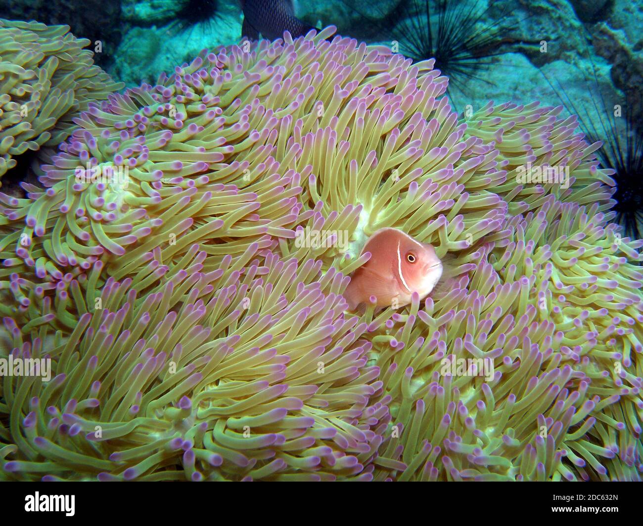 Pink skunk clownfish in magnificent sea anemone, Koh Chang, Thailand ...