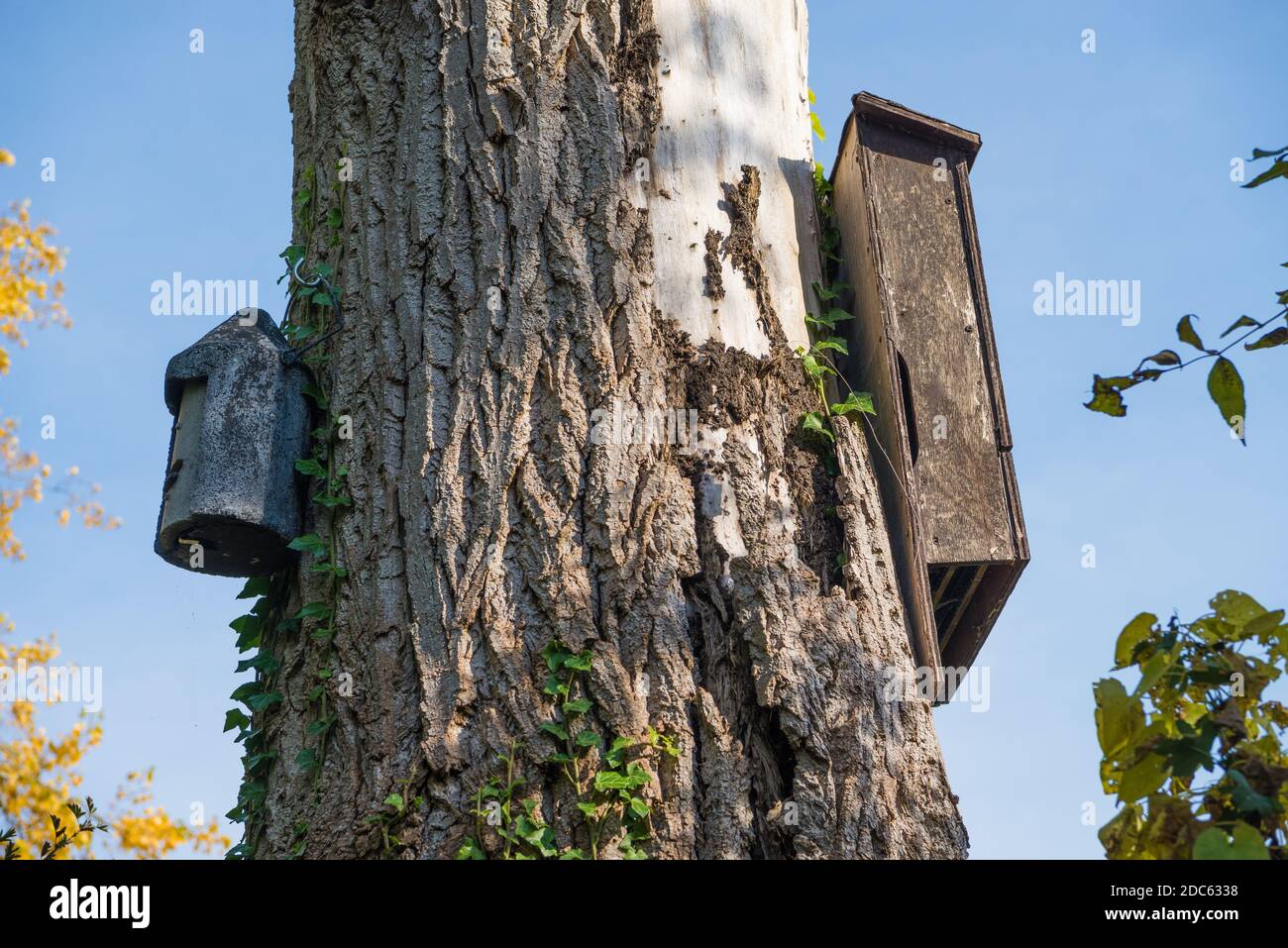 Bat box high on a tree hi-res stock photography and images - Alamy