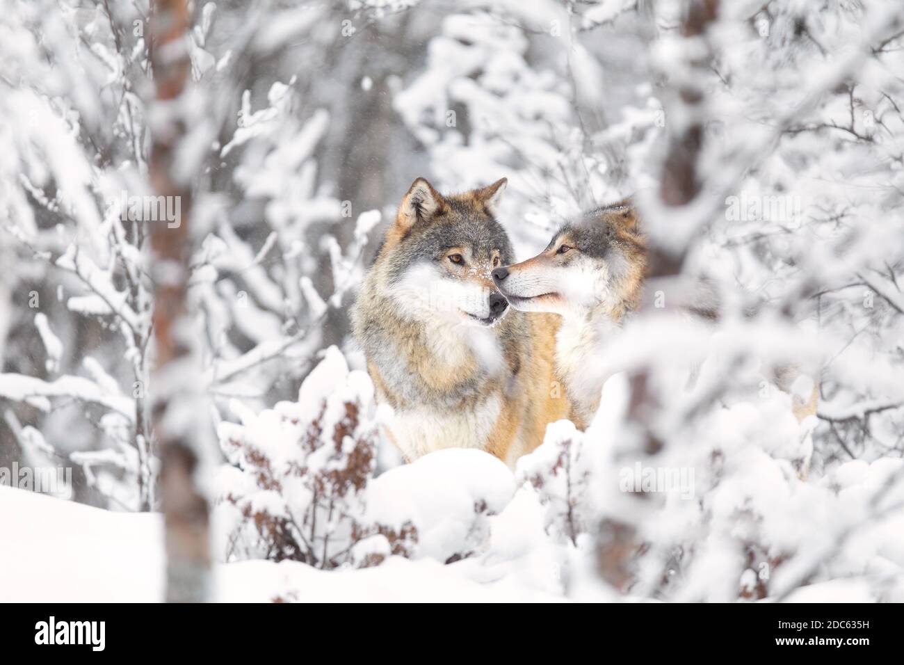 Two beautiful wolves in the forest a snowy cold day at winter Stock ...