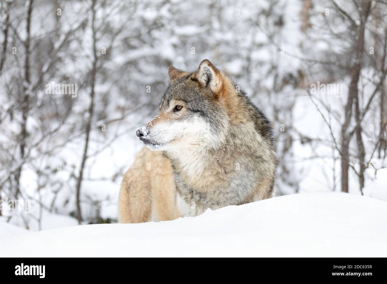 One wolf hi-res stock photography and images - Alamy