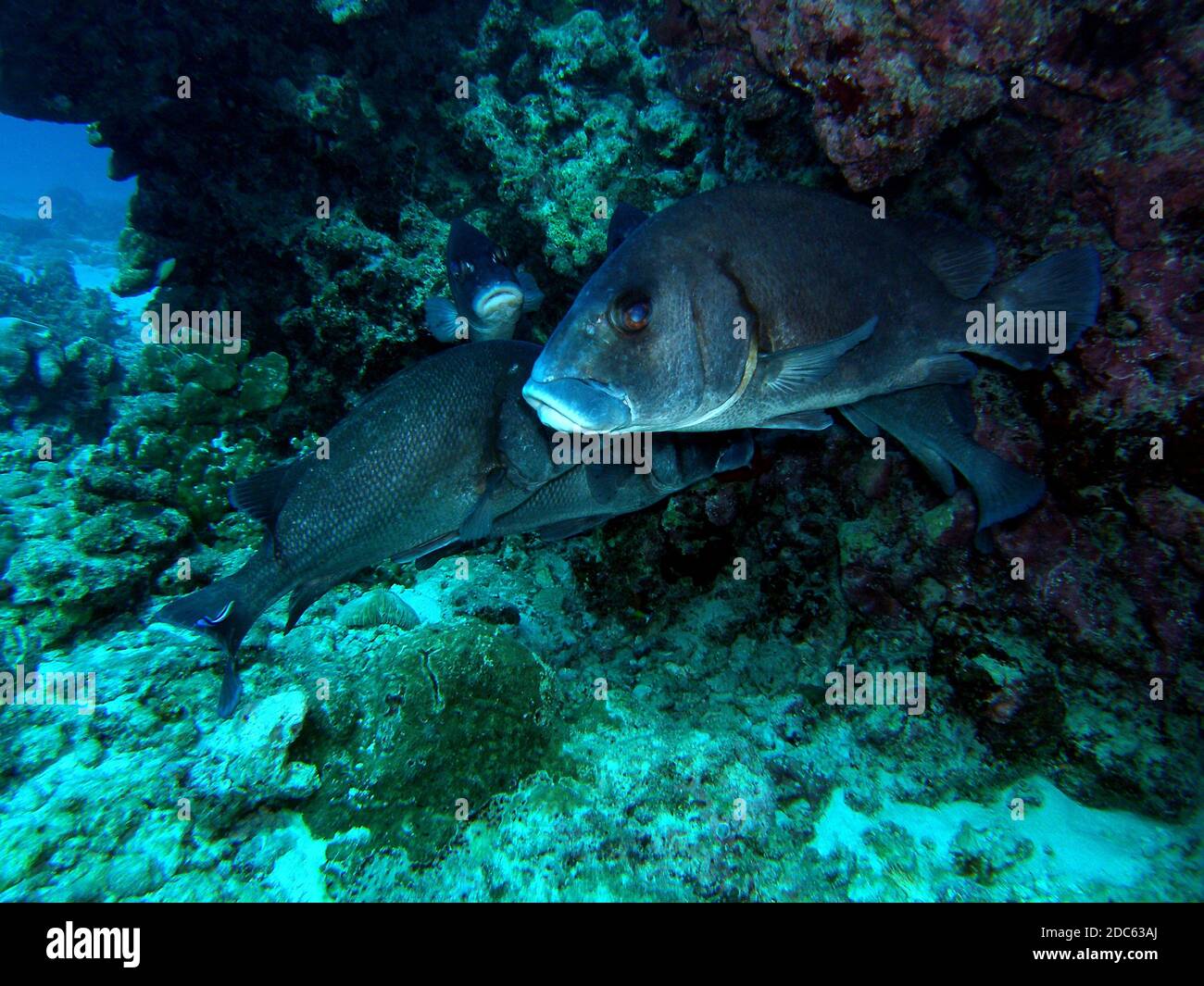 Giant sweetlips, Similan Islands, Andaman Sea, Thailand, Underwater ...