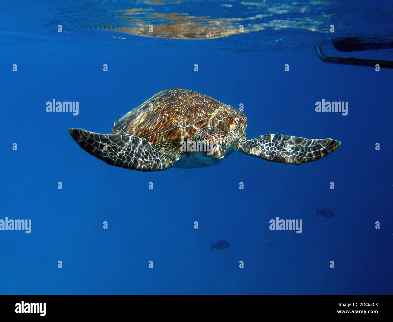 Hawksbill Sea Turtle, Similan Islands, Andaman Sea, Thailand ...