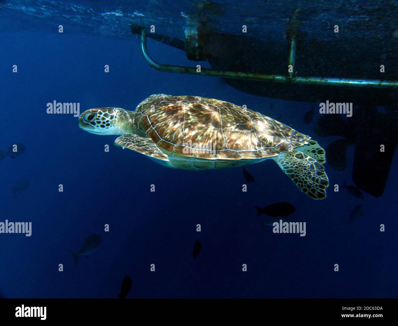 Hawksbill Sea Turtle, Similan Islands, Andaman Sea, Thailand ...