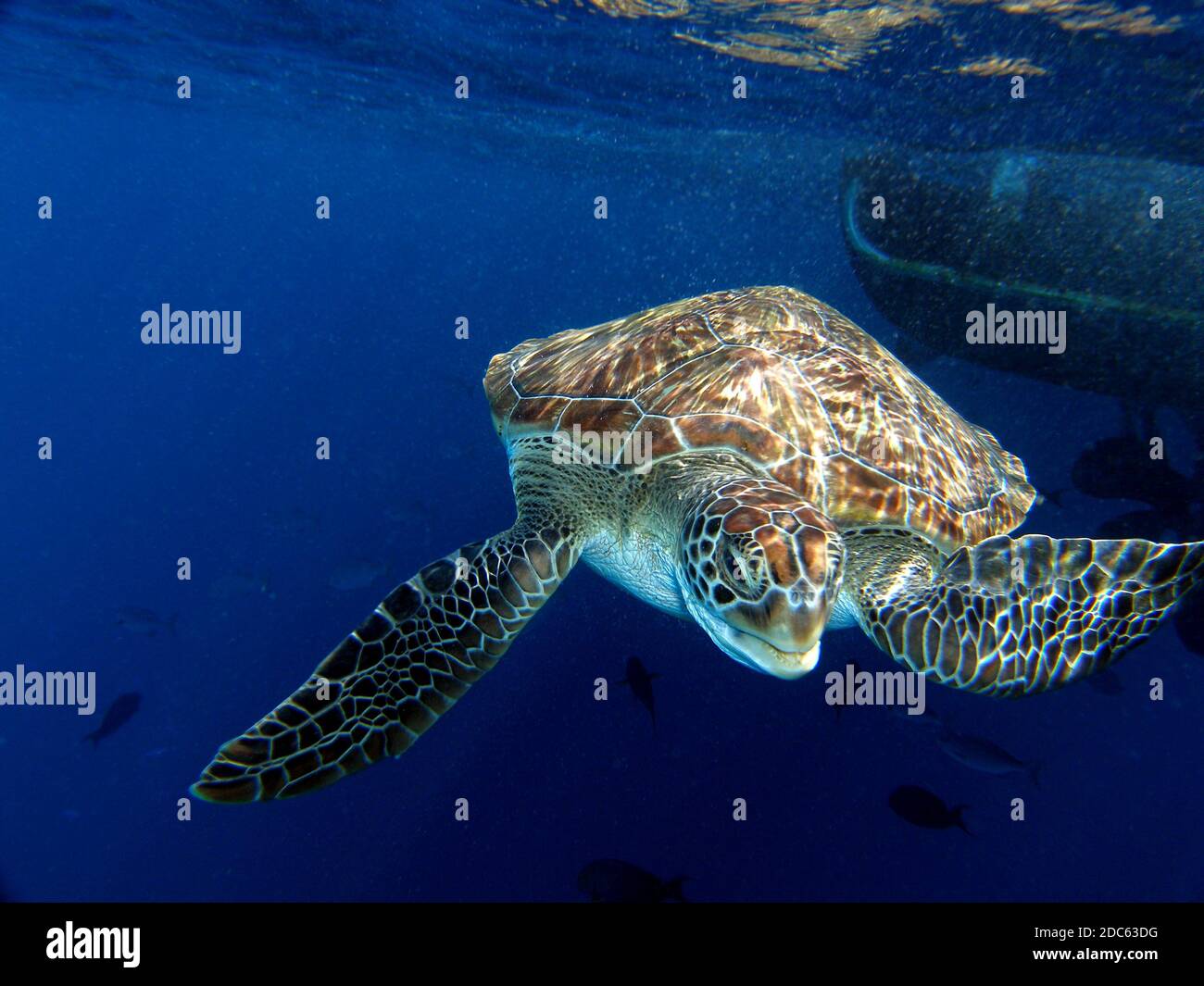 Hawksbill Sea Turtle, Similan Islands, Andaman Sea, Thailand ...