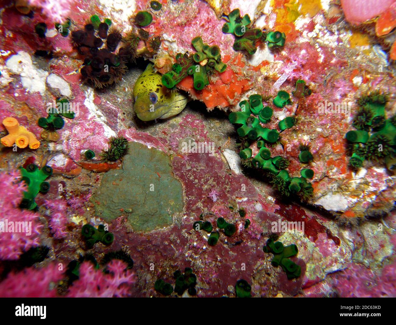 Yellowhead moray, Similan Islands, Andaman Sea, Thailand, Underwater ...
