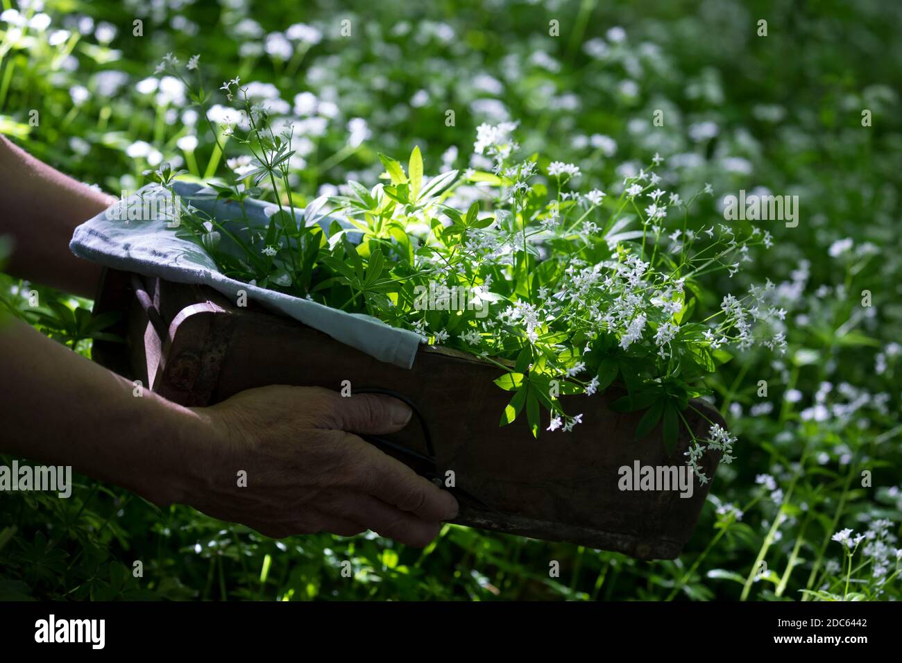 Waldmeister ernte hi-res stock photography and images - Alamy