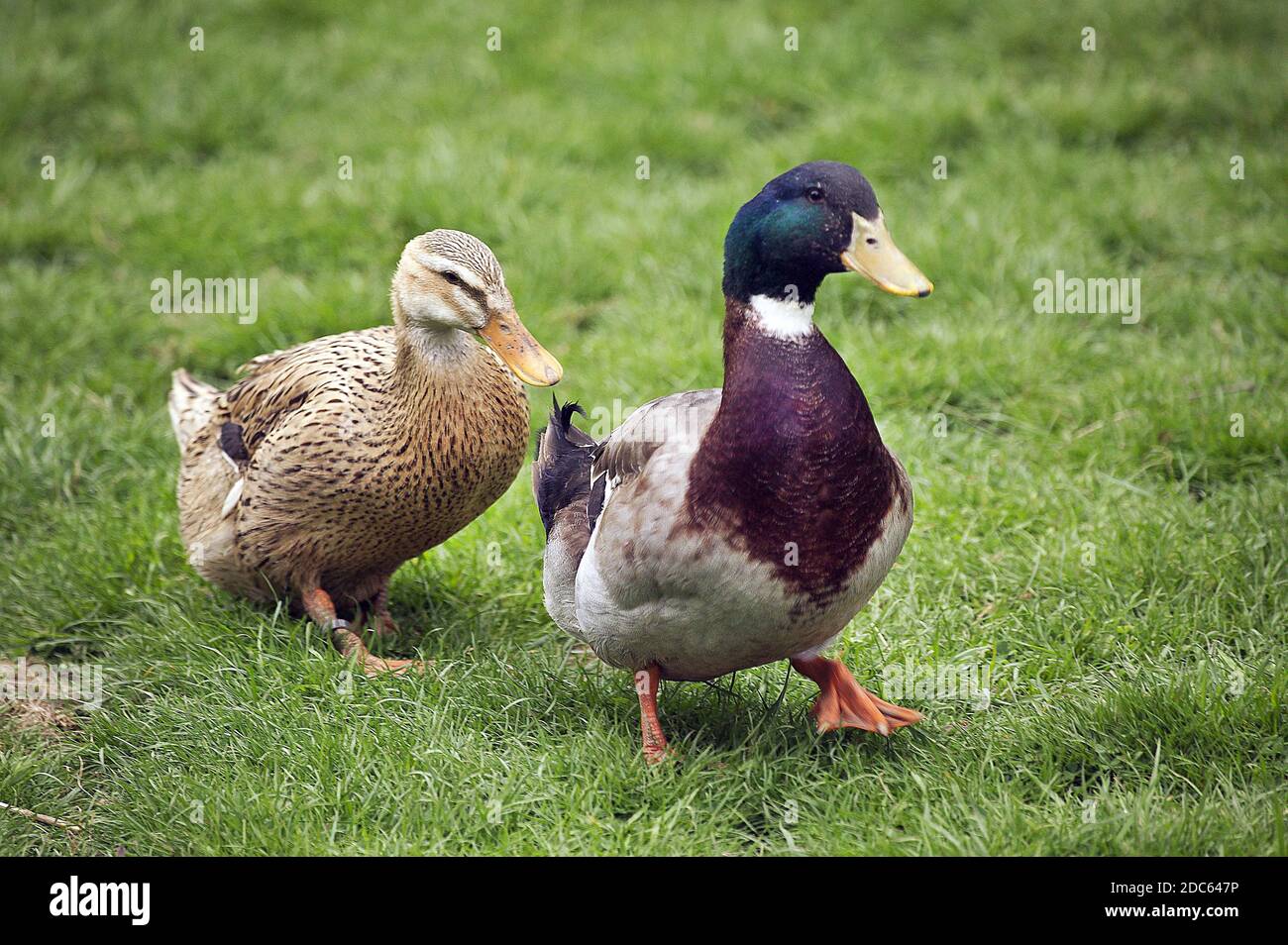 Rouennais duck hi-res stock photography and images - Alamy