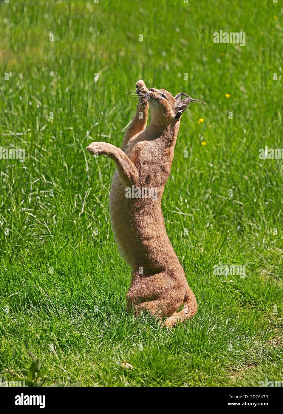 CARACAL caracal caracal, ADULT HUNTING, STANDING ON HIND LEGS Stock ...