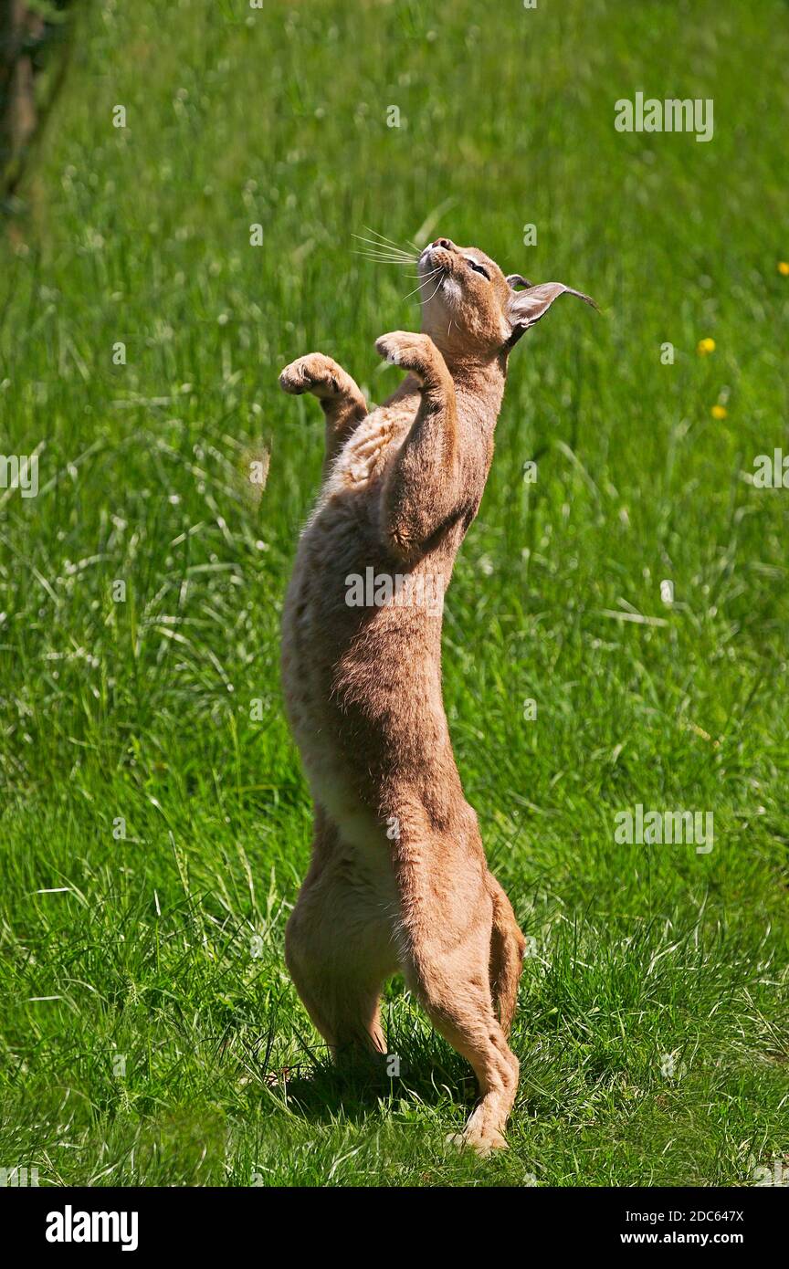 Caracal cat legs hi-res stock photography and images - Alamy