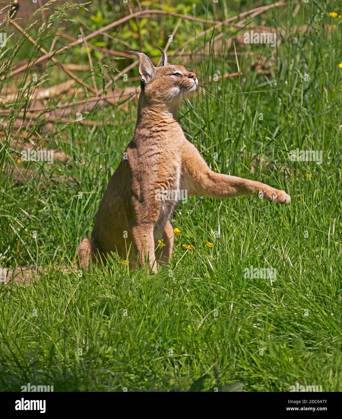 CARACAL caracal caracal, ADULT SITTNG WITH PAW RAISED Stock Photo - Alamy