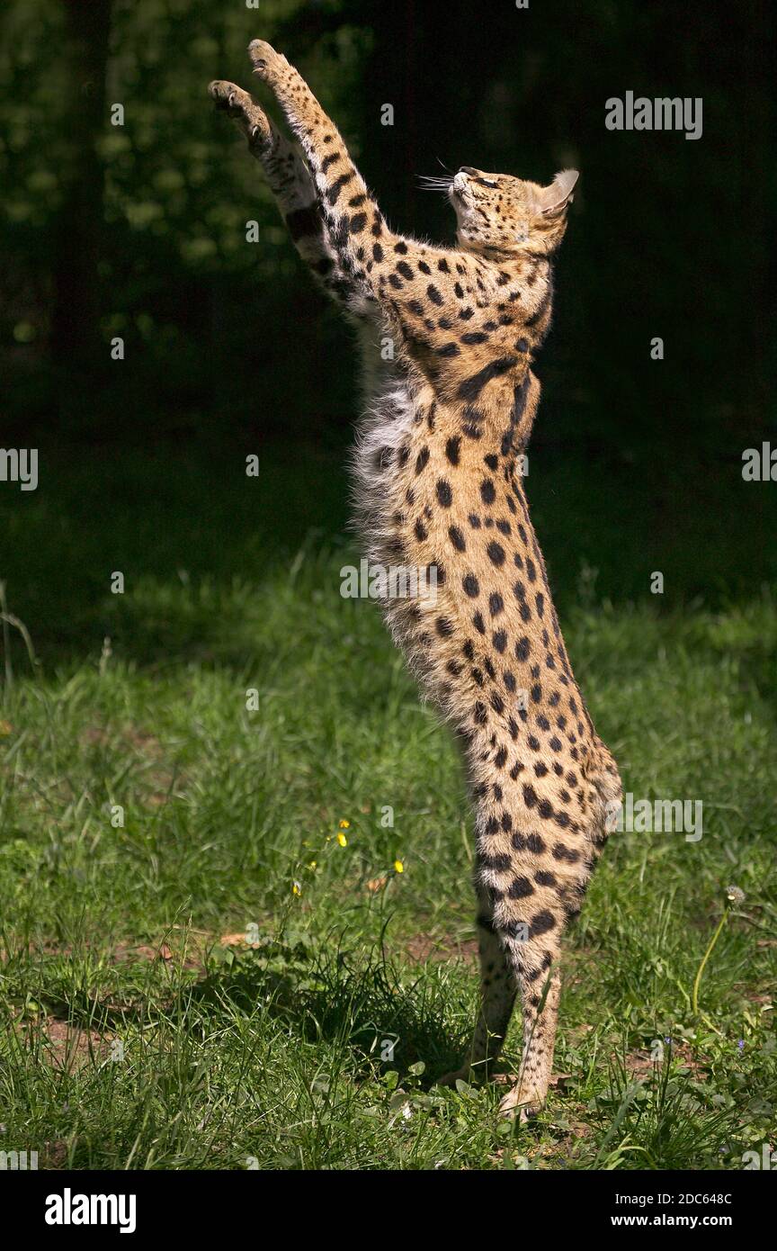 SERVAL leptailurus serval, ADULT HUNTING, STANDING ON HIND LEGS Stock ...