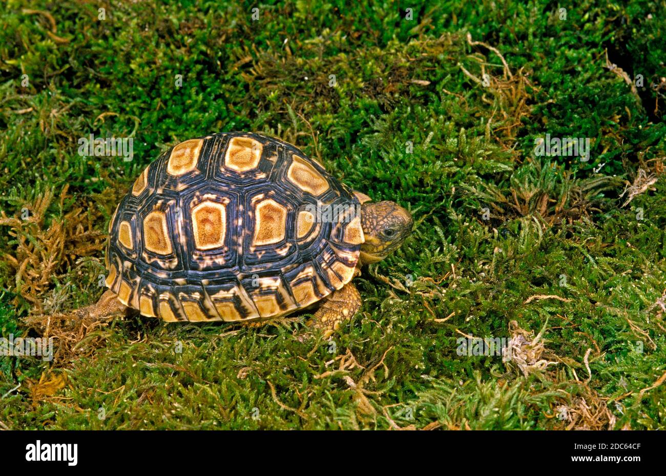 TORTOISE STANDING ON MOSS Stock Photo - Alamy