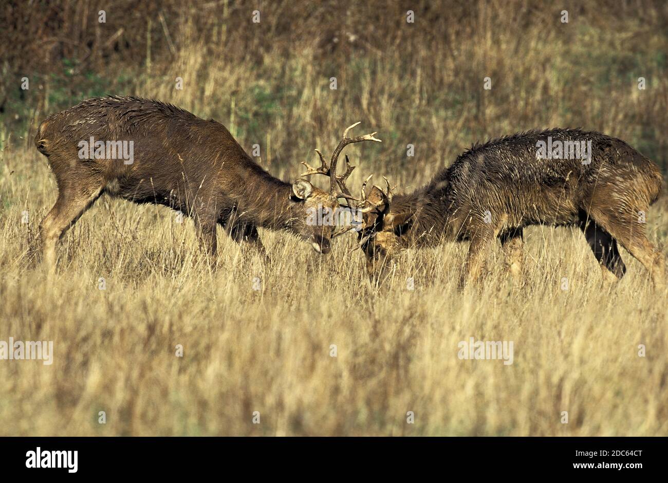BARASINGHA DEER OR SWAMP DEER cervus duvauceli, MALES FIGHTING Stock ...