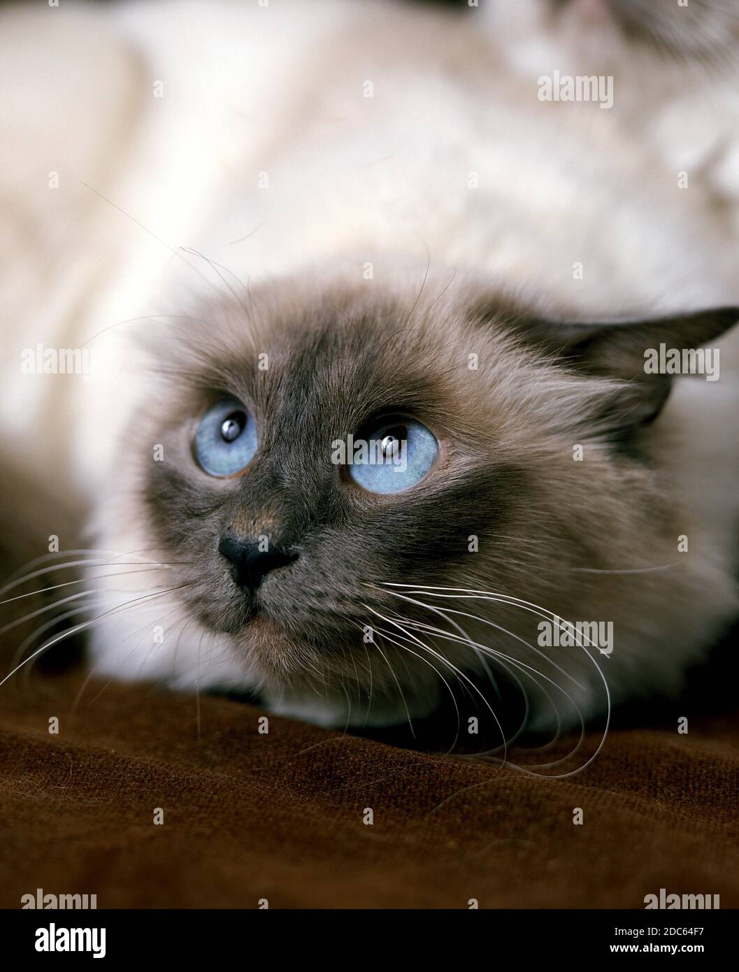 BIRMANESE DOMESTIC CAT, ADULT WITH FEAR FACE Stock Photo - Alamy