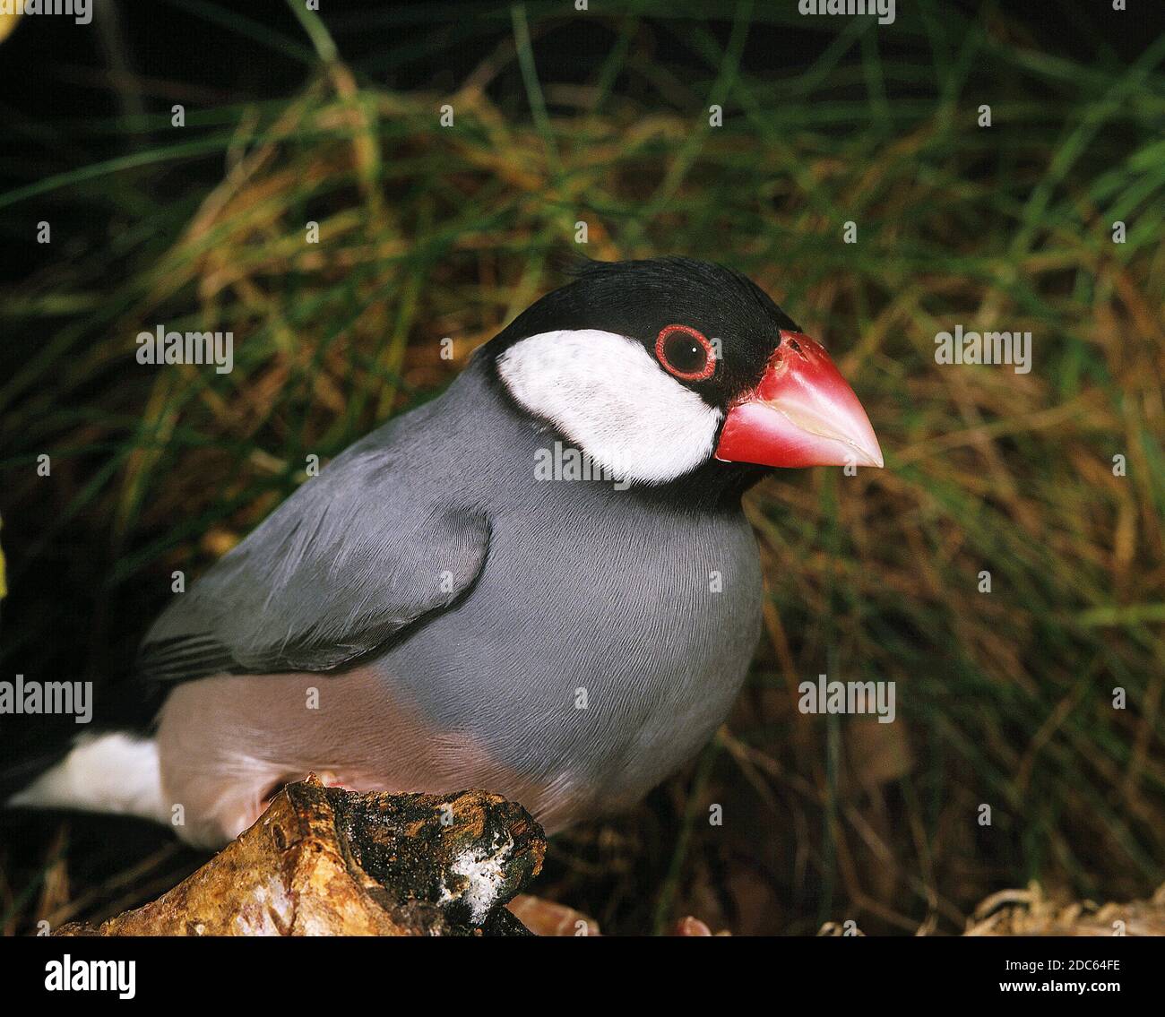 Java sparrow male hi-res stock photography and images - Alamy