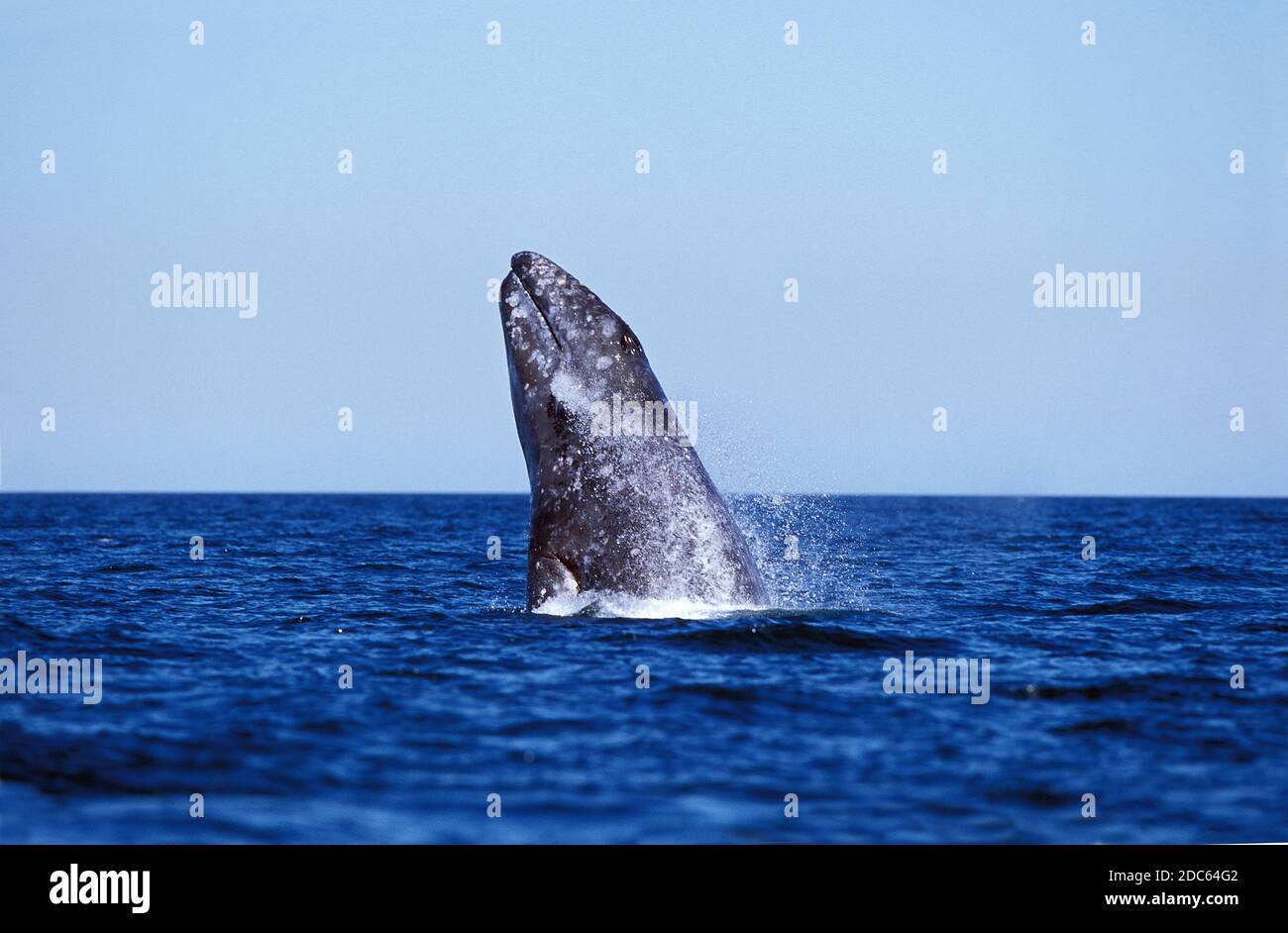 Eschrichtiidae hi-res stock photography and images - Alamy