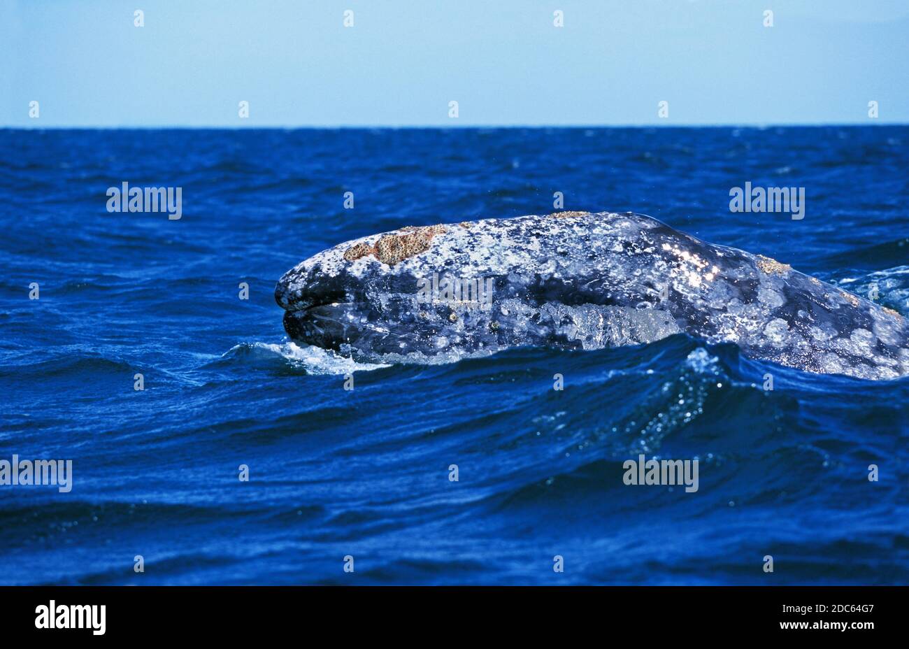 Eschrichtiidae hi-res stock photography and images - Alamy