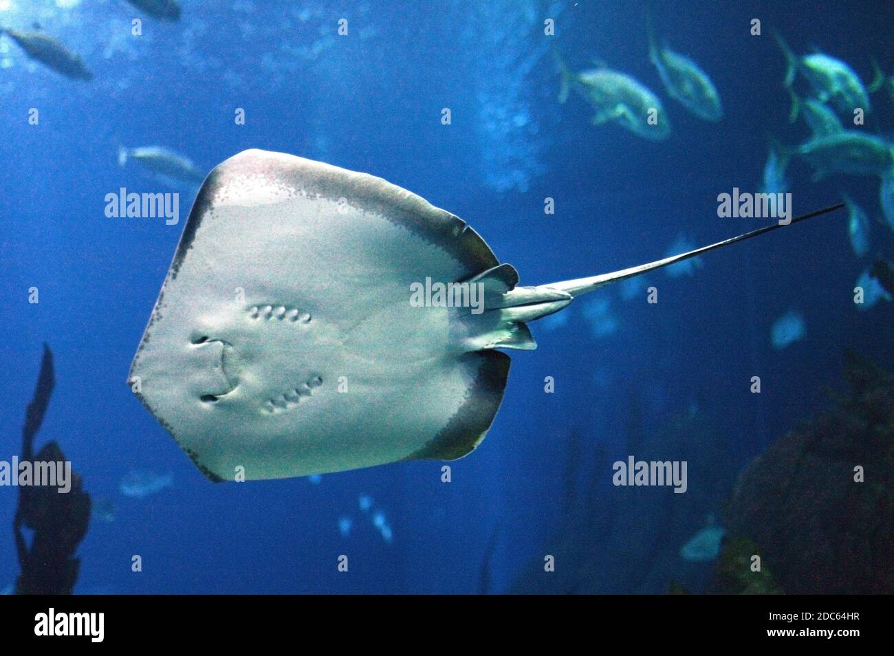 RAY, UNDERSIDE VIEW Stock Photo - Alamy