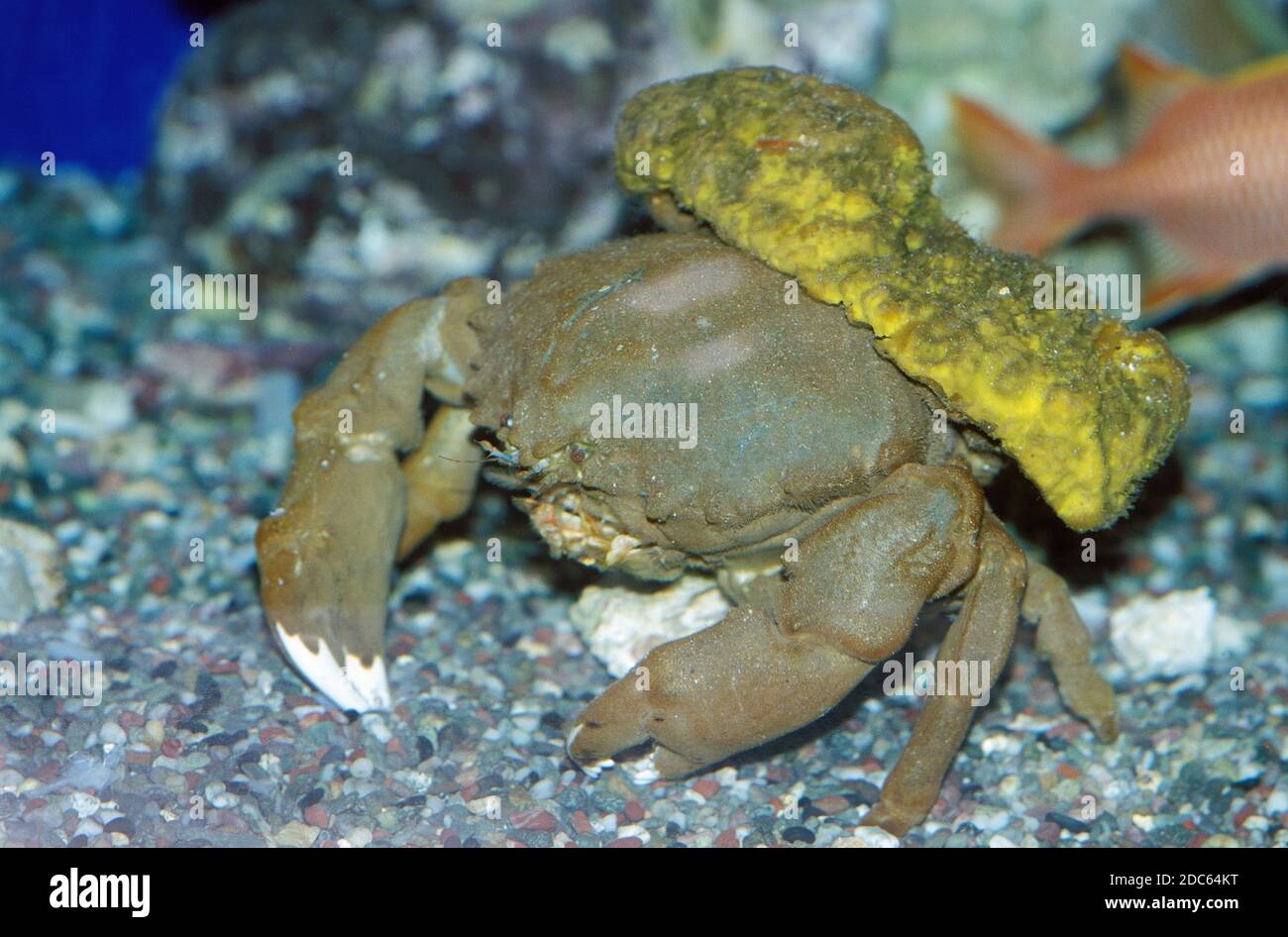 SPONGE CRAB USING SPONGE FOR CAMOUFLAGE, HAWAII Stock Photo - Alamy