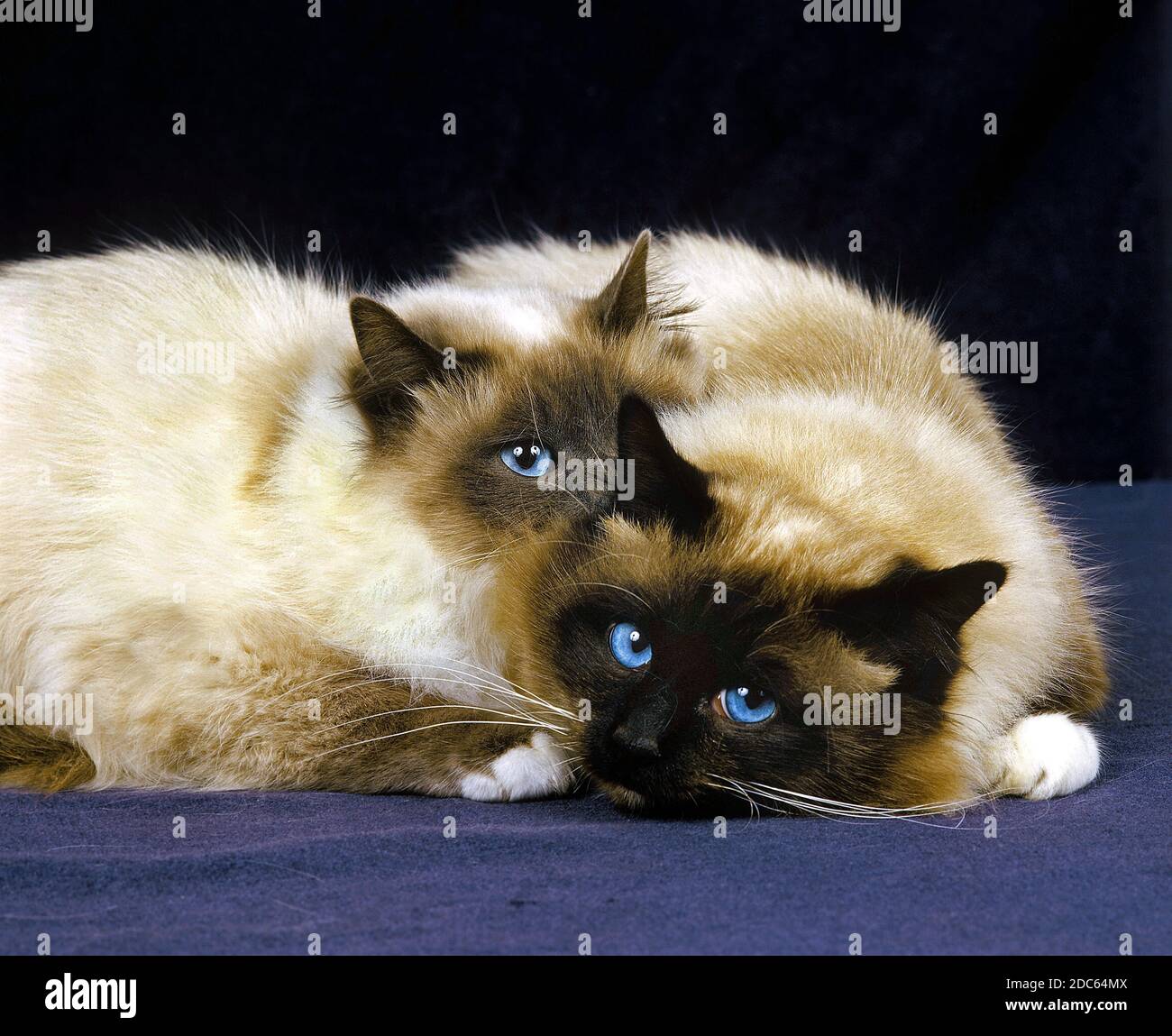 Birmanese domestic cat hi-res stock photography and images - Alamy