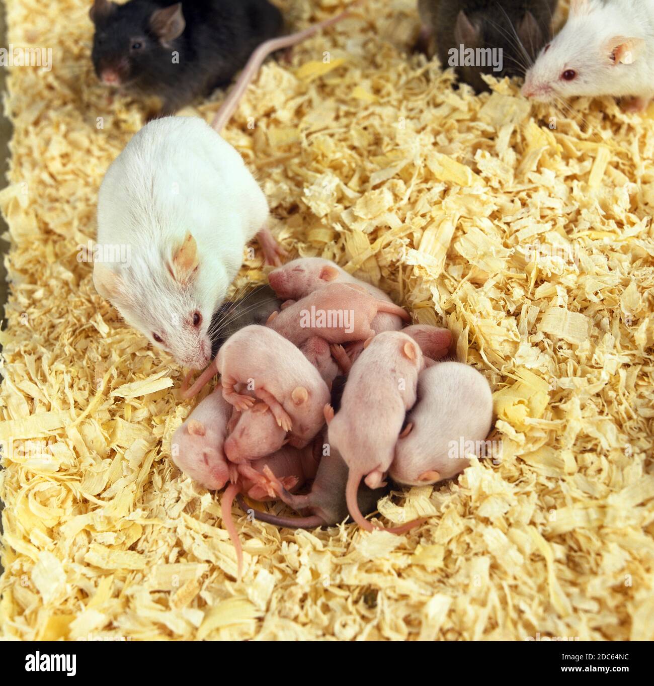 Mus musculus mother hi-res stock photography and images - Alamy