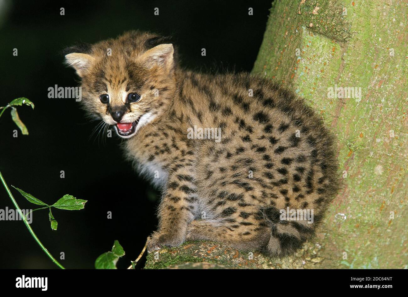 Serval cub cat hi-res stock photography and images - Alamy