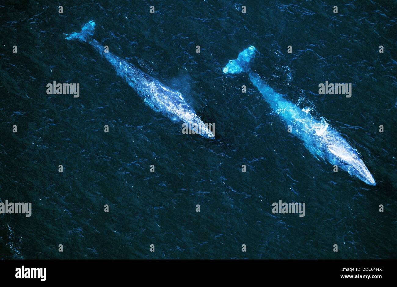 Eschrichtiidae hi-res stock photography and images - Alamy