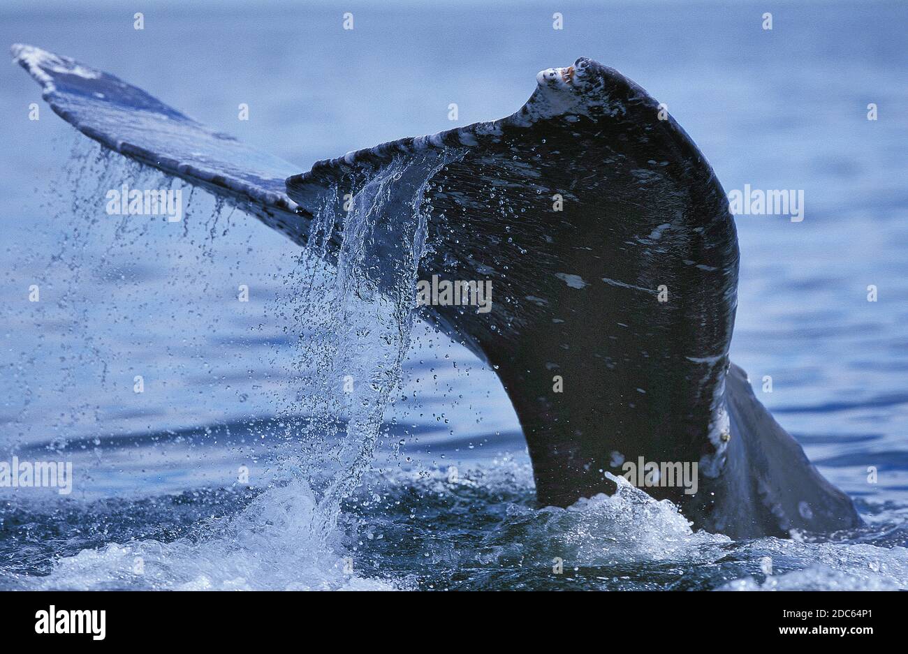 GREY WHALE eschrichtius robustus, CLOSE-UP OF TAIL STANDING AT SURFACE ...