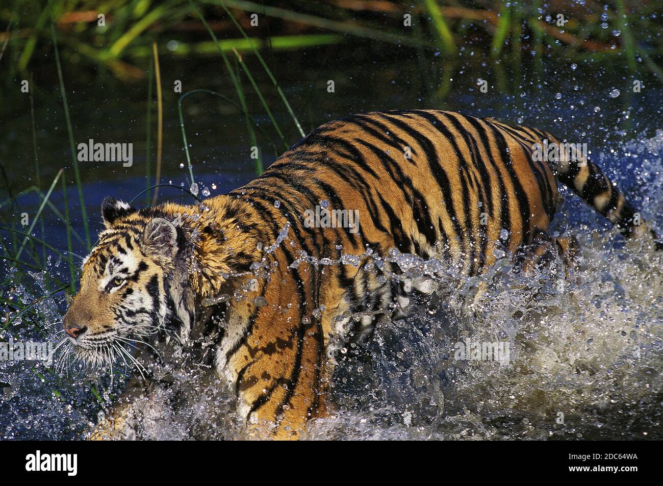 BENGAL TIGER panthera tigris tigris, ADULT RUNNING THROUGH WATER Stock ...