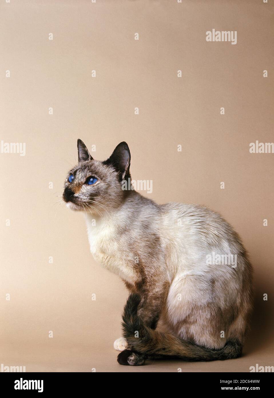 Tortie Point Siamese Cat